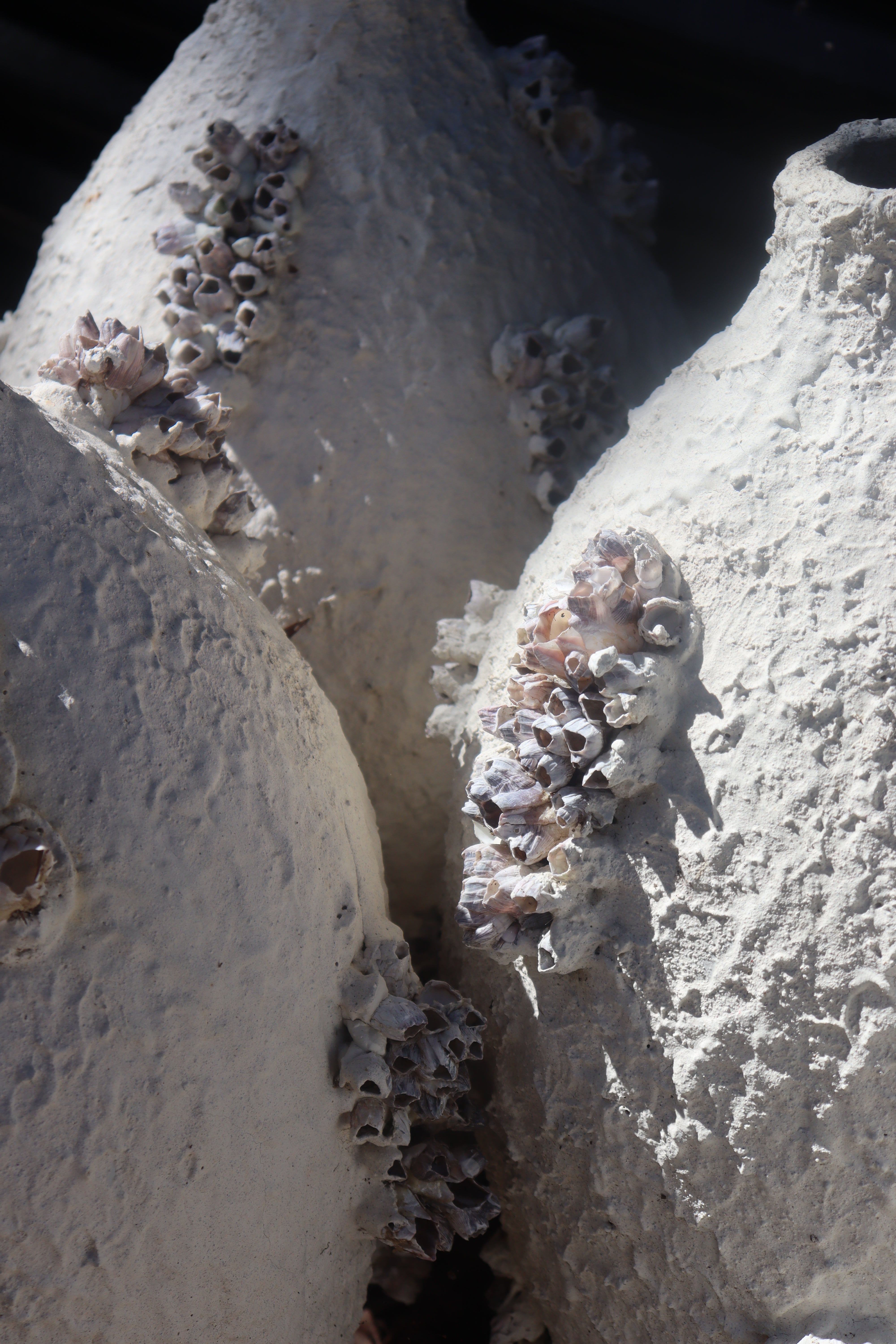 Barnacle Pot Tall – Palms of Bali